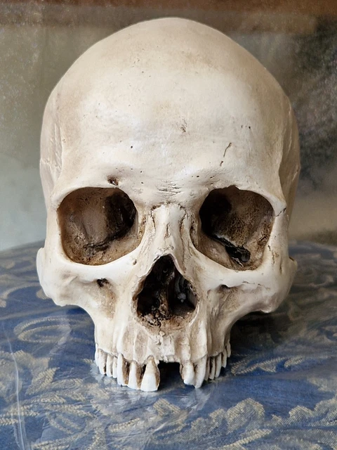 CRANE HUMAIN ULTRA REALISTE ostéologie médical curiosité Human skull ...