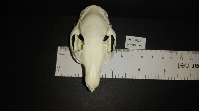 GENUINE DOMESTIC GUINEA pig (Cavia porcellus) goth skull bone skeleton ...