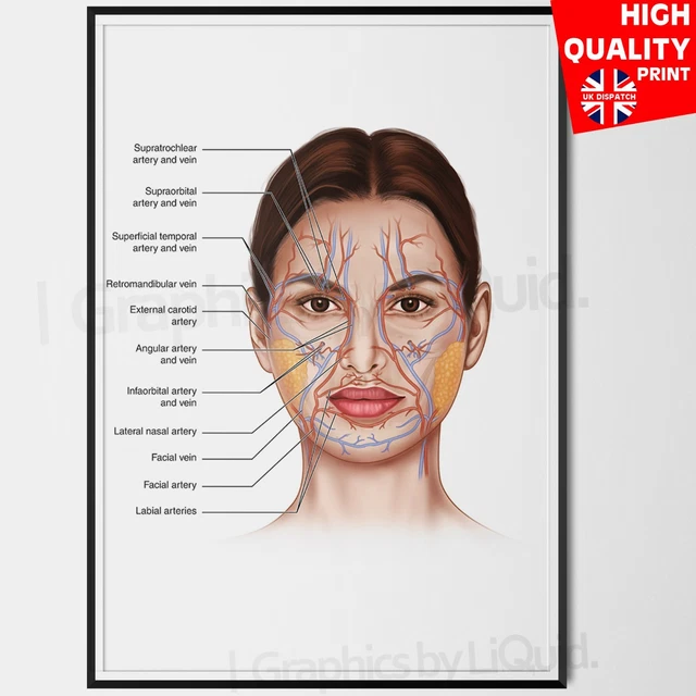 HUMAN FACE VEIN Anatomy Poster | A4 A3 A2 A1 | Educational Decal £3.99 ...