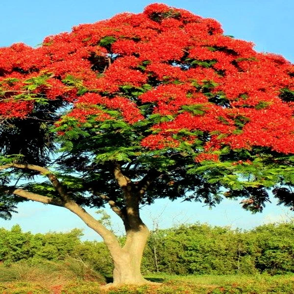 ROYAL POINCIANA RED FLAME TREE SEEDS Delonix Regia Tropical Flamboyant ...
