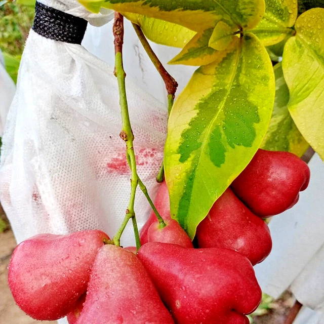 WAX APPLE THAPTHIMCHAN Variegated Grafted Plant Java Apple Rose Apple ...