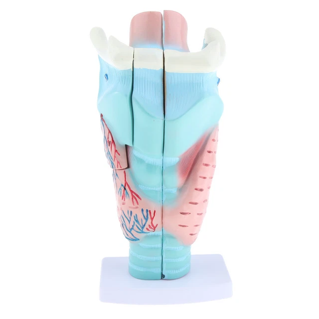 3X ENLARGED HUMAN Larynx Structure Anatomical Model, Anatomy Durable ...