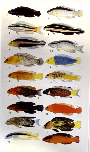 ANCIEN POSTER AFFICHE art Print poisson pseudochromis mer rouge queue ...