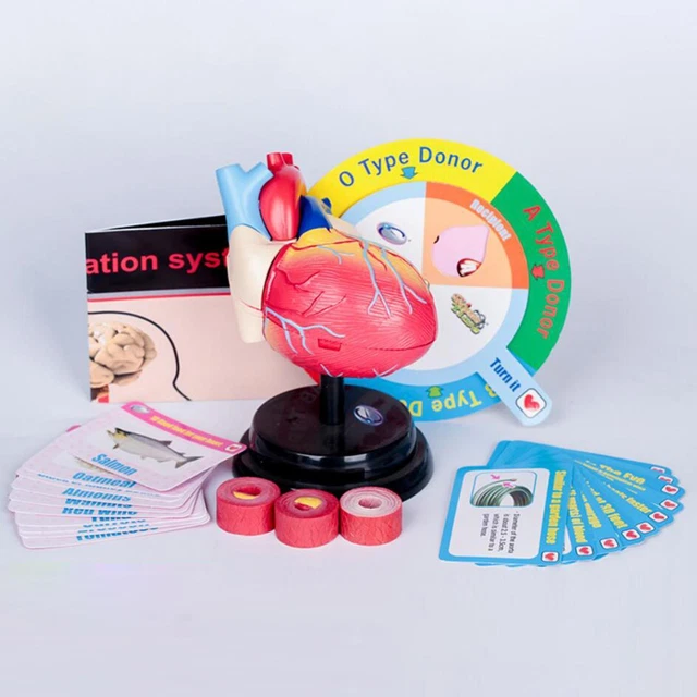 HUMAN HEART MODEL Accurate Simulation Anatomical Structure Teaching Aid ...