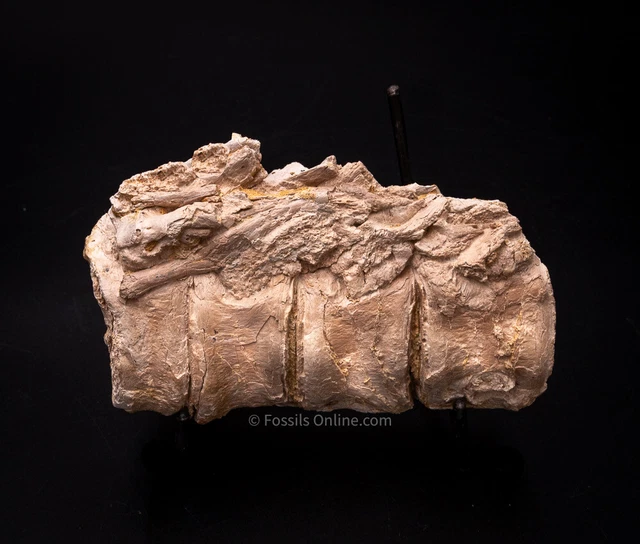 SUPER FOSSIL BIG Fish Vertebrae Nebraska Fossils 2738 $179.94 - PicClick CA