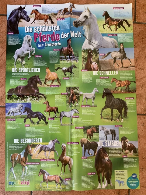 WISSENSPOSTER VON MEDIZINI, Die schönsten Pferde der Welt, Teil 1 ca ...