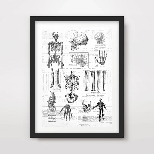 ANTIQUE VINTAGE HUMAN Skeleton Wall Chart Poster Medical American ...