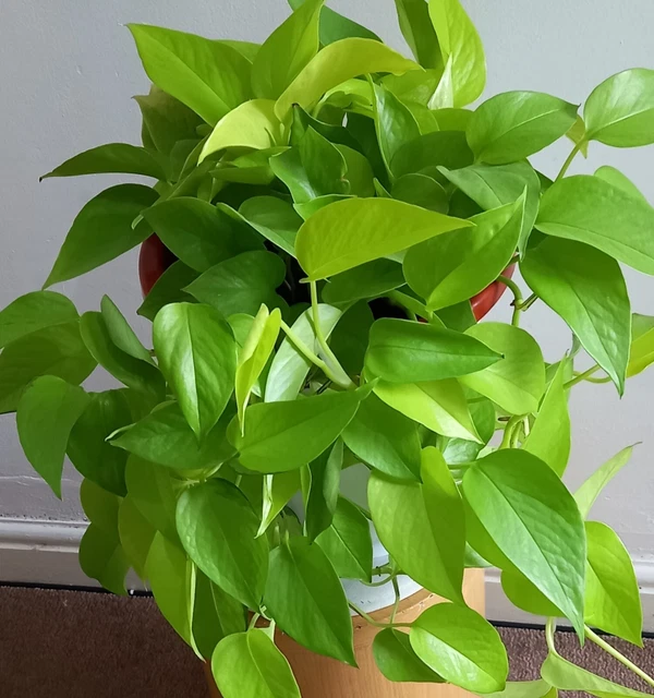 HOUSE PLANTS.NEON.MARBLE QUEEN. Golden Pothos. N-Joy Pothos.Manjula ...