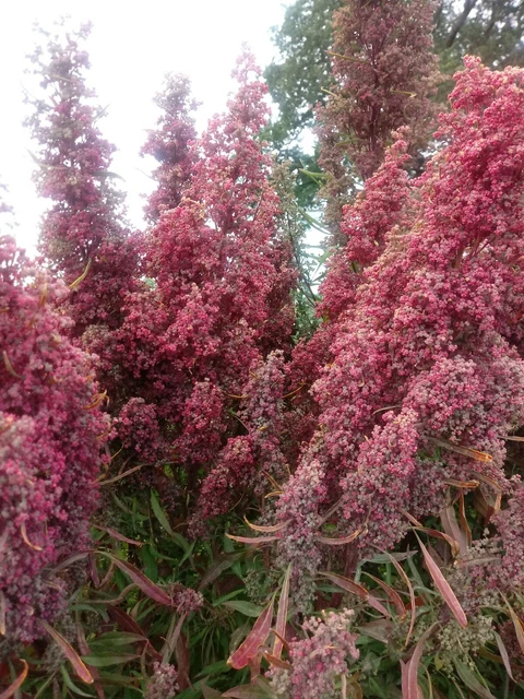 AZTEC BROCCOLI SEEDS. £4.99 - PicClick UK AZTEC BROCCOLI SEEDS. £4.99 - PicClick UK