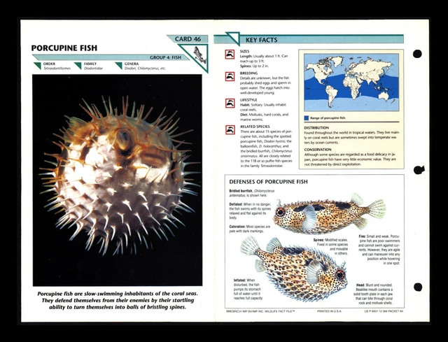 PORCUPINE FISH WILDLIFE Fact File Fish Animal Card Home School Study 4. ...