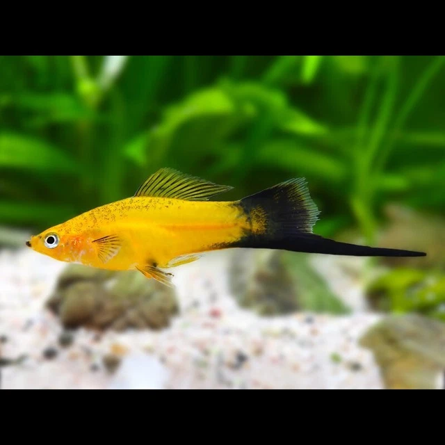6 X GOLDEN Wagtail Swordtails | Xiphophorus Hellerii | Livebearer £24. ...
