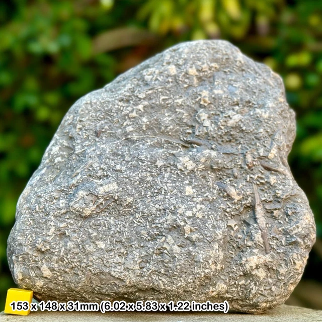 RARE CRINOID STAR slab (sea lily fossil) - belemnite marls, lower lias ...