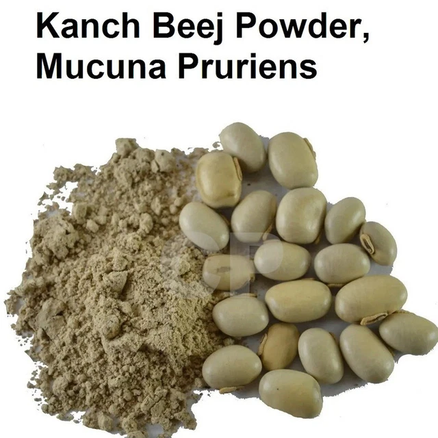 KAUCH SEED CHURNA Kanch Beej Powder Mucuna Pruriens Powder 50gm (1.7 OZ ...