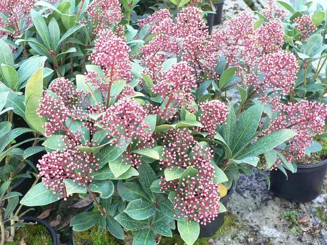 SKIMMIA JAPONICA RUBELLA Hardy Evergreen Flowering Shrub Bush | 9cm Pot ...