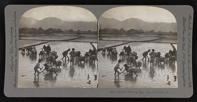 PHILIPPINES IGORROTES PLANTING rice, Island of Luzon, Philippine I ...