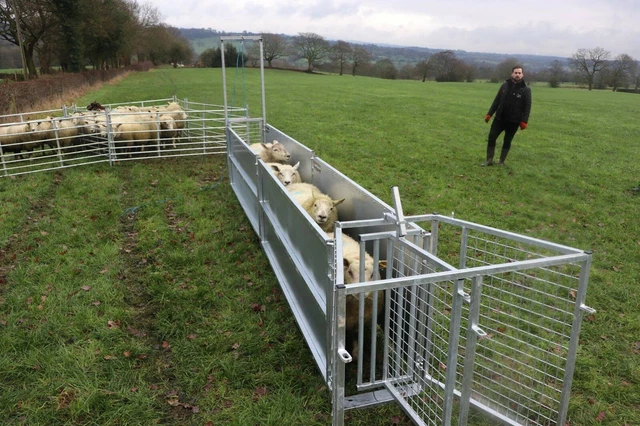 BATEMAN SHEEP RACE Complete with Drafting Gate Drafter Panels Handling ...
