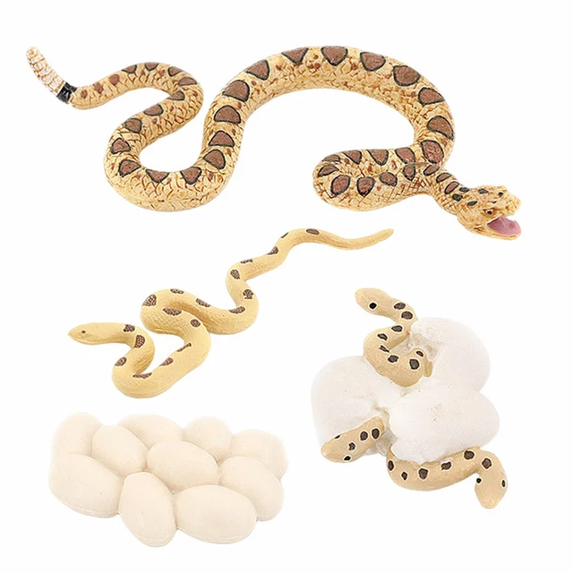 ANIMAL SNAKE LIFE Cycle Model Set 4 Stages Rattlesnake Figures Learning ...