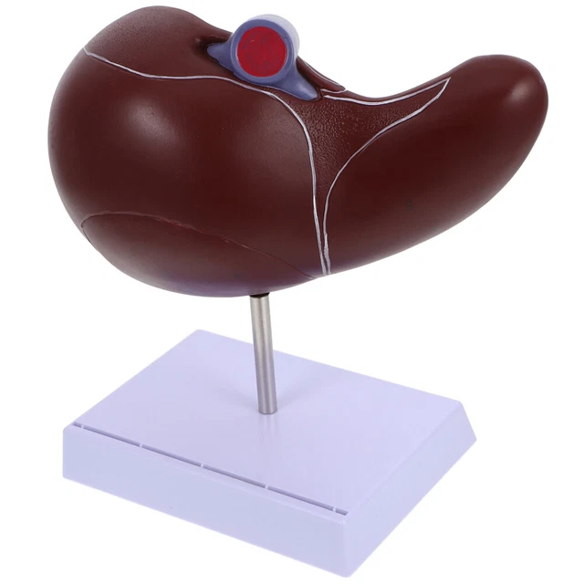 MEDICAL ANATOMICAL LIVER Model Teaching Body Anatomy School Display ...