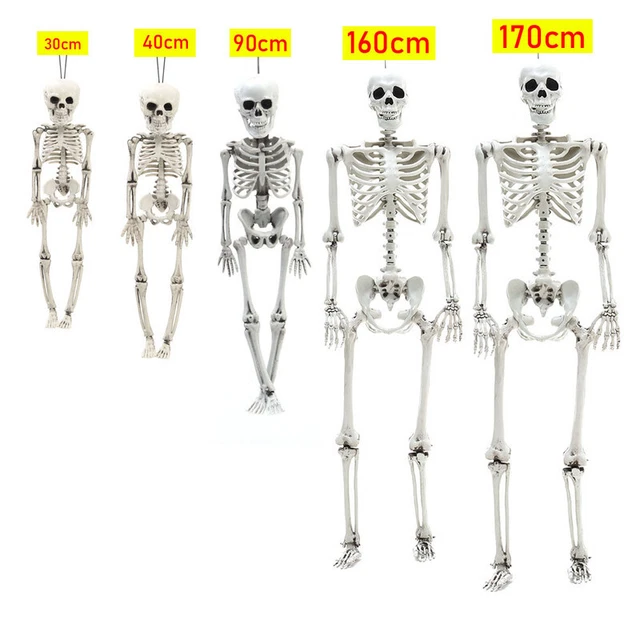 40-185CM POSEABLE SKELETON Full Life Size Human Skeleton Halloween ...