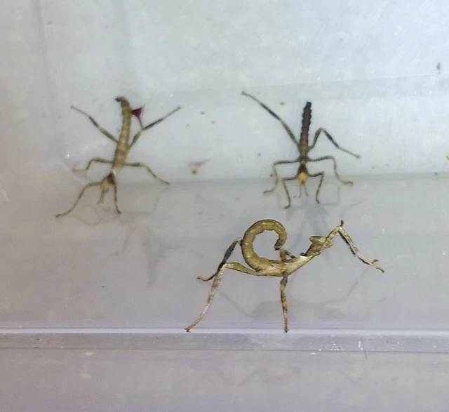 MACLEAYS SPECTRE STICK Insect. Small nymph Posted 1st Class £8.75 ...