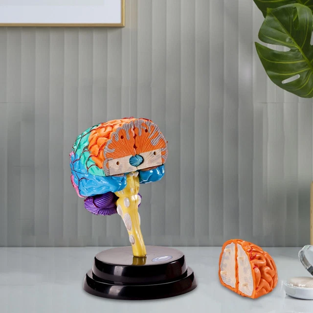 BRAIN MODEL ANATOMY Brain Functions Model 4D brain Model for Biology ...