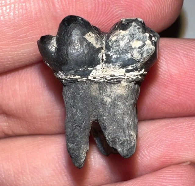 ICE AGE FOSSIL Manatee Tooth from the Pleistocene of Florida! .92 ...