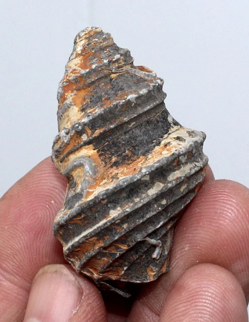 FOSSIL GASTROPOD SHELL from Morocco Eocene age fossils shells Ref:WS23 ...