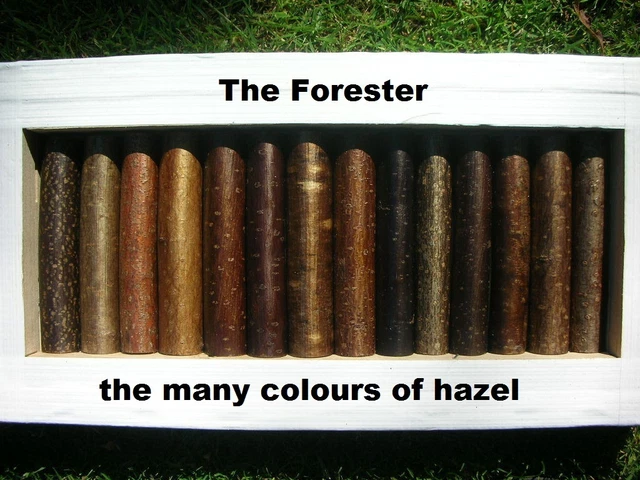 THE FORESTER, SEASONED & STRAIGHTENED HAZEL & BLACKTHORN WALKING STICK ...