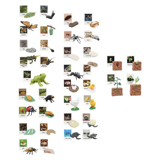 LIFE CYCLE FIGURINES Toy Biology Science Educational Growth Stage Model ...