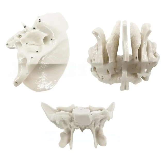 HUMAN ETHMOID BONE Anatomical Model Temporal Bone Model Teaching Aid ...