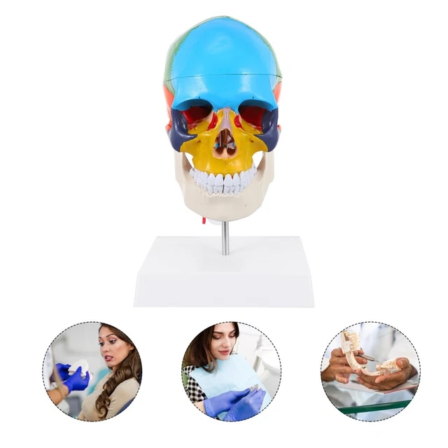 TEACHING HUMAN SKULL Model Fake Skull Head Model Plastic Skeleton Heads ...