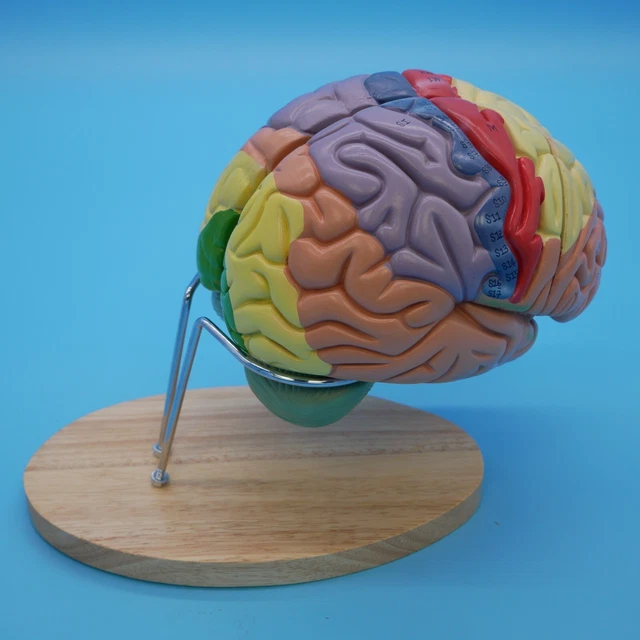 MEDICAL ANATOMICAL HUMAN Brain Model Anatomy Cerebral Cortex Brain ...
