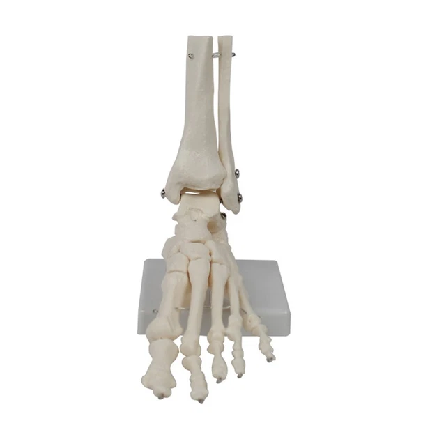 FOOT JOINT MODEL, Human Anatomy Model, Size, Foot Anatomy Model ...