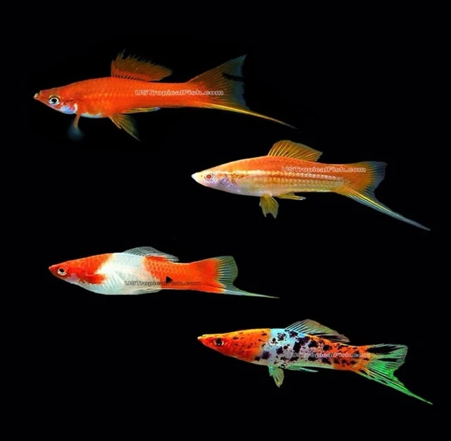 SWORDTAILS ASSORTED COLORS Tropical Fish Swordtail £2.60 - PicClick UK