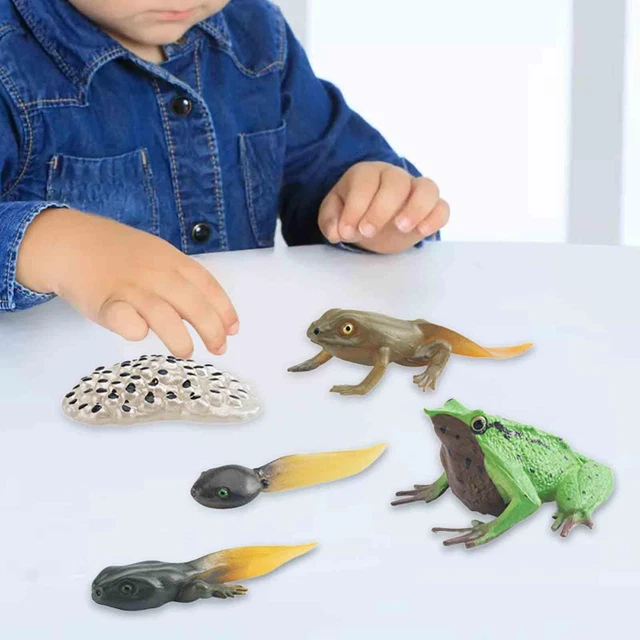 LIFE CYCLE OF Frog Toys Cognitive Science Teaching Materials Montessori ...