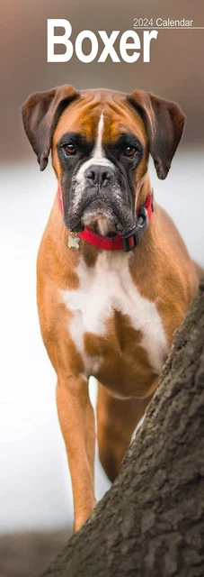 BOXER CALENDRIER SLIM 2024 Chien Race Ultramince - 12 Mois : Original ...