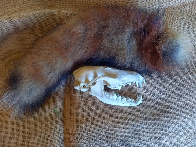 RED FOX SKULL And Tail Ethical Taxidermy £45.00 - PicClick UK