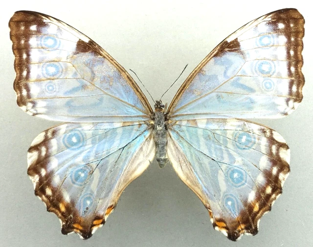 MORPHO PORTIS THAMYRIS Femelle De Rio Vermelho, Santa Catarina, Brésil ...