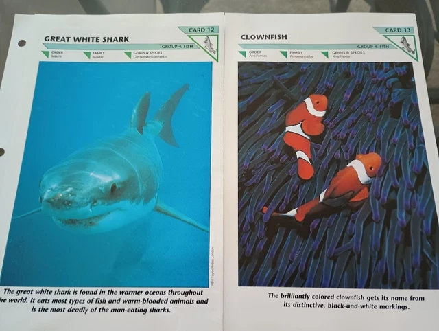 WILD LIFE FACT-FILE Group 4 Fish Cards 12&13 $4.75 - PicClick