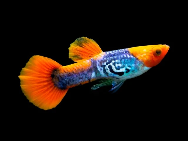 COBRA KOI MALE Guppy Poecilia Reticulata 4cm £6.00 - PicClick UK