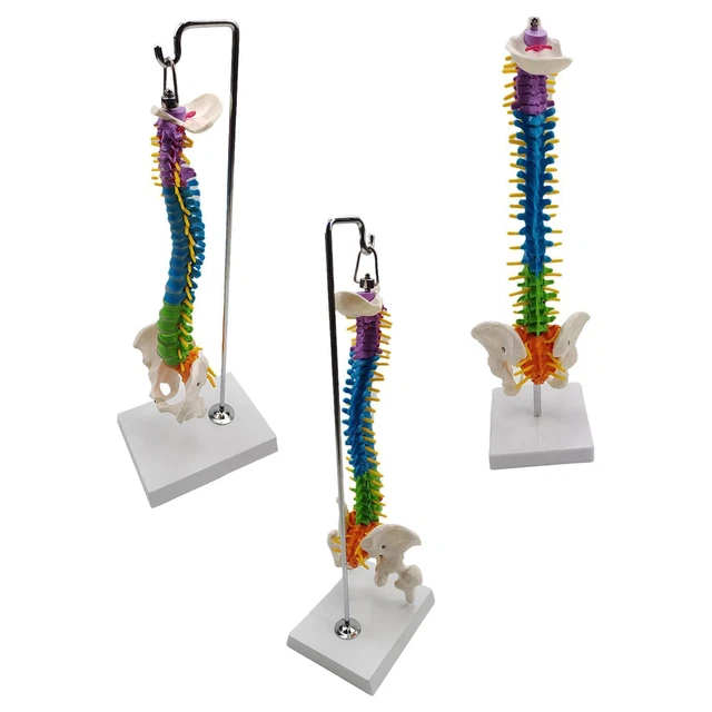 LIFE SIZE FLEXIBLE Spine Model Includes Stand Anatomical Study Model ...