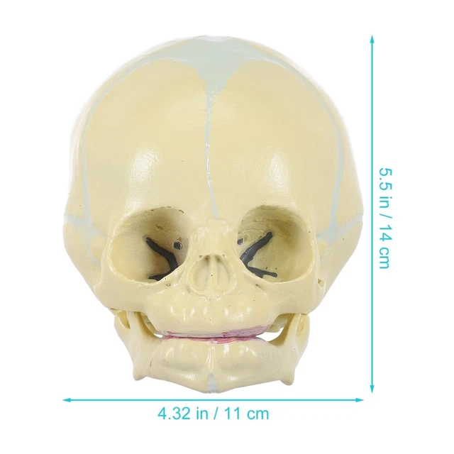 MODÈLE DE CRÂNE D'enfant Humain Statue Scientifique Bureau Bébé ...