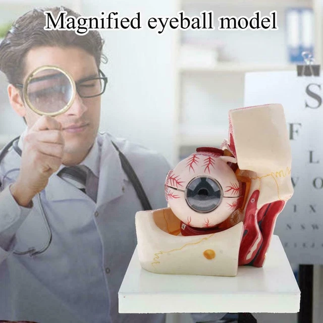 ANATOMICAL HUMAN EYE Model Giant Eyeball Eyelid Anatomy Biology Display ...