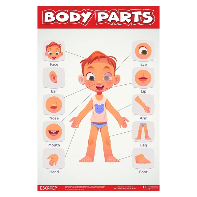 PARTS OF BODY Chart For Kids Learning 11 5 X 17 5 Inch Human Body