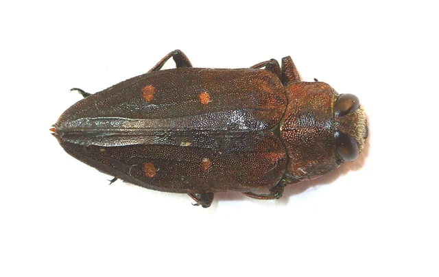 COLEOPTERA, BUPRESTIDAE, CHRYSOBOTHRIS AFFINIS from CZECH REPUBLIC £5. ...