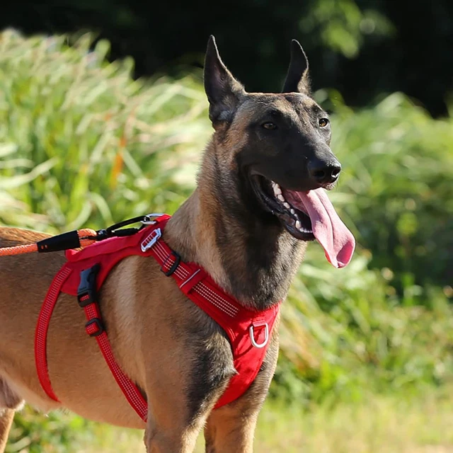 J&C PARADISE PRO Dog Harness, Official Japanese Retailer, Anti-Slip ...