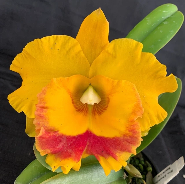 RON CATTLEYA ORCHID Rlc. Chomthong Delight 'Smile Lip' B969 $30.00 ...
