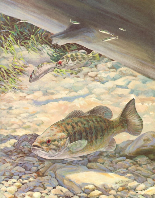 BOB HINES SMALL Mouth Bass Print 13" x 19" 1972 Sporting Art Fly ...