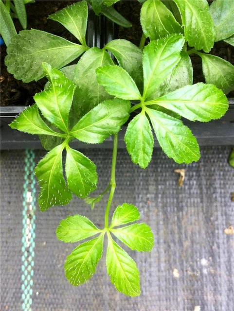 GYNOSTEMMA PENTAPHYLLUM 'JIAOGULAN,SWEET Tea Vine,5 leaf ginseng ...