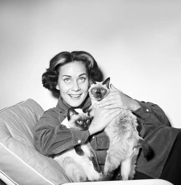 ALIDA VALLI CUDDLING cats in her house 1957 OLD PHOTO 1 £5.30 - PicClick UK
